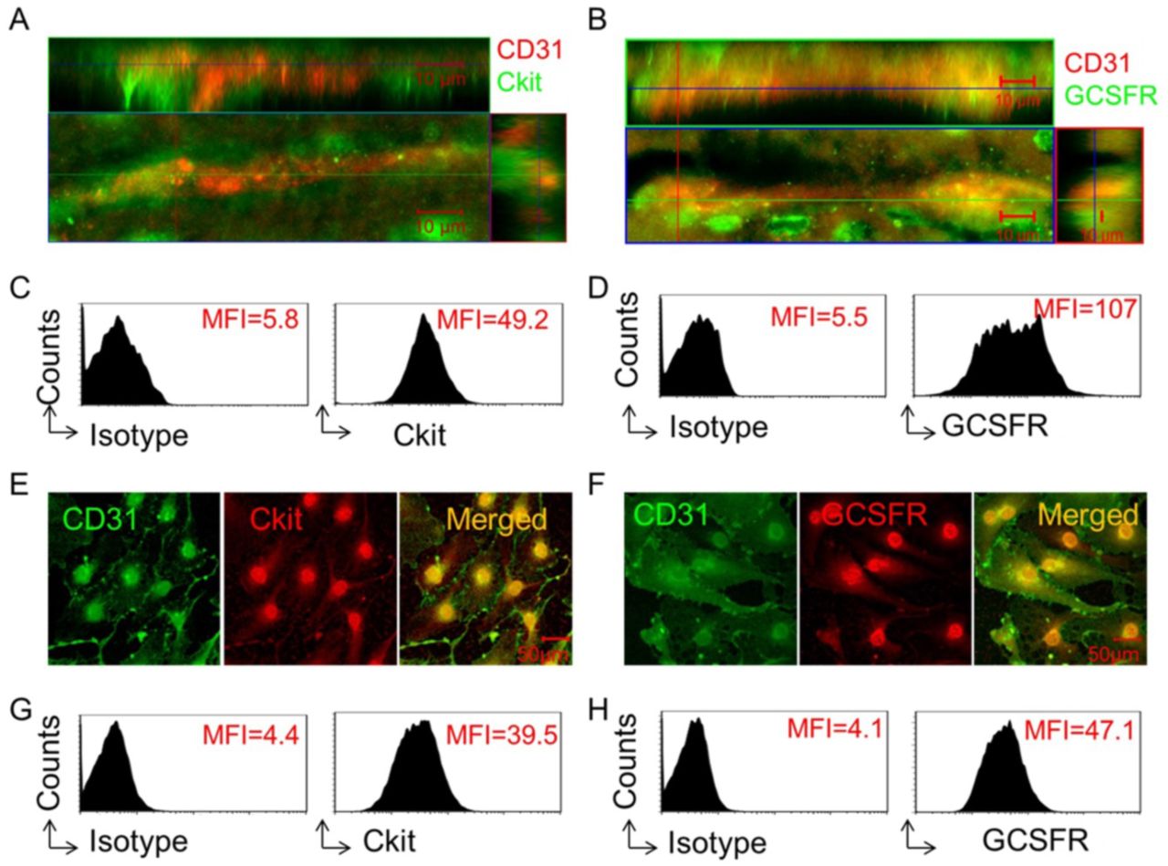 Bend3 Cell Lines | ATCC | Bioz