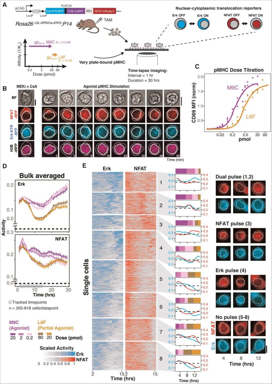 P14 Tcr Transgenic Mice | Jackson Laboratory | Bioz