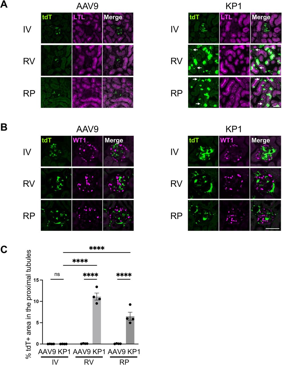 Fluorescein Lotus Tetragonolobus Lectin | Vector Laboratories | Bioz