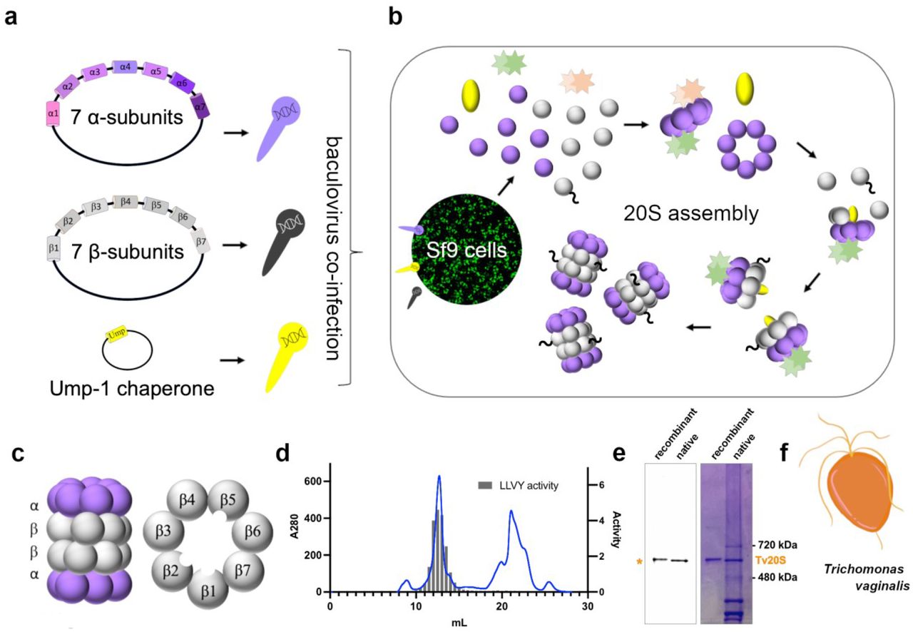 Superose 6 Increase 10 300 Column | GE Healthcare | Bioz