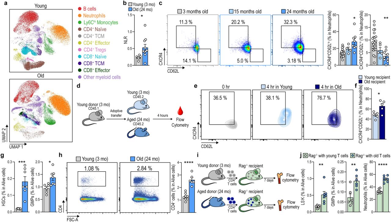Cd4 Cre Mice | The Jackson Laboratory | Bioz