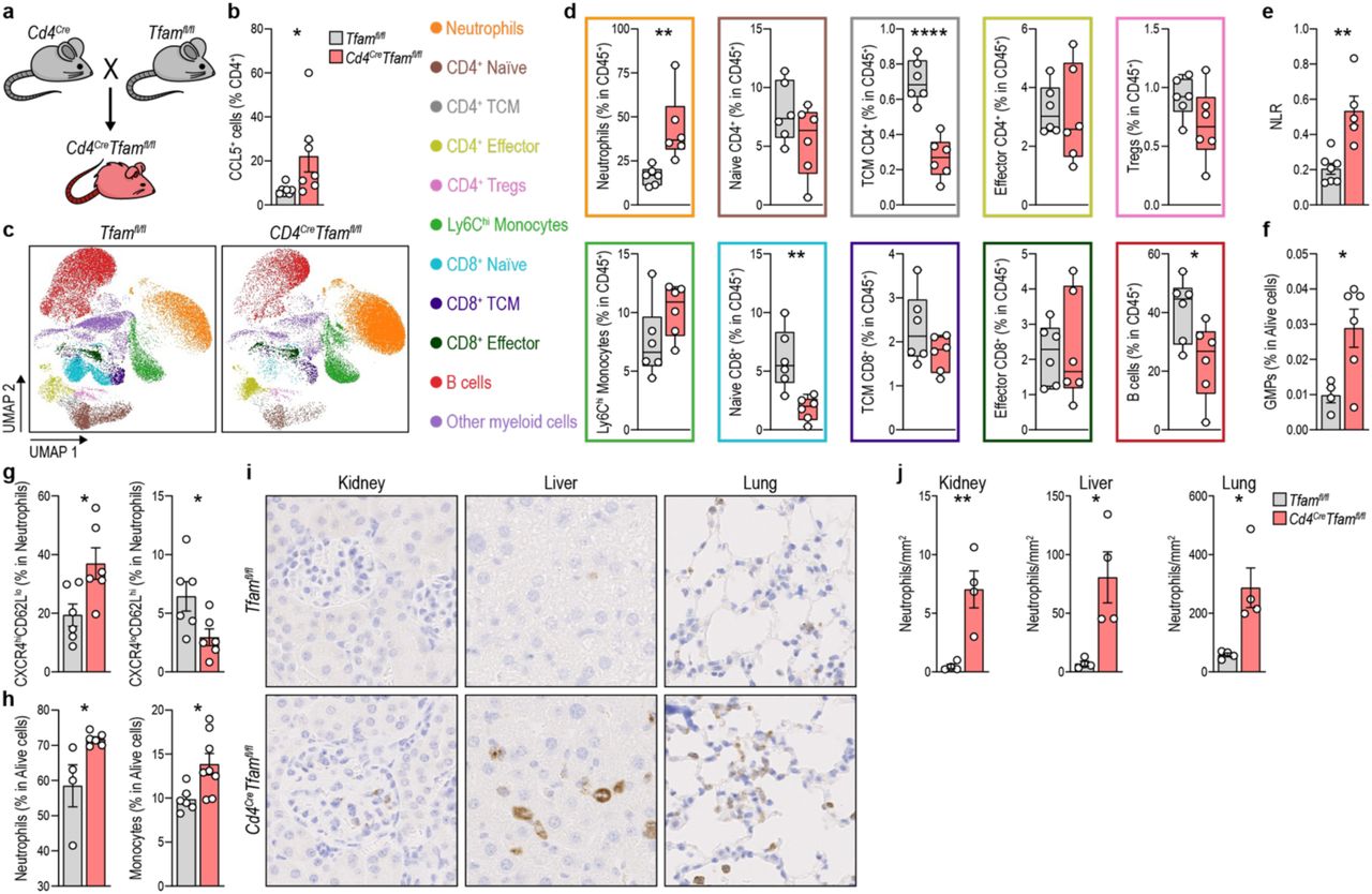 Cd4 Cre Mice | Jackson Laboratory | Bioz