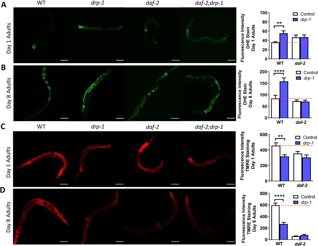 Dhe | Thermo Fisher | Bioz