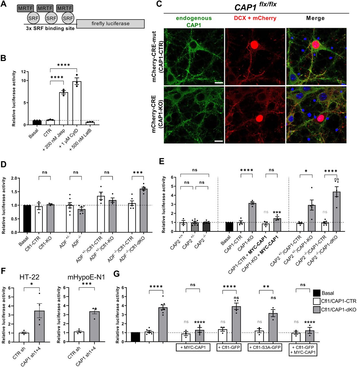 Pcdna3 1 | GenScript | Bioz