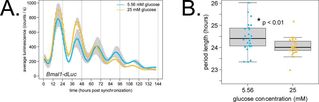 Dmem Base | Thermo Fisher | Bioz