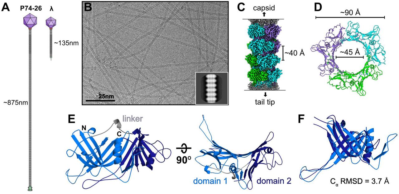 Strain Hb8 | ATCC | Bioz