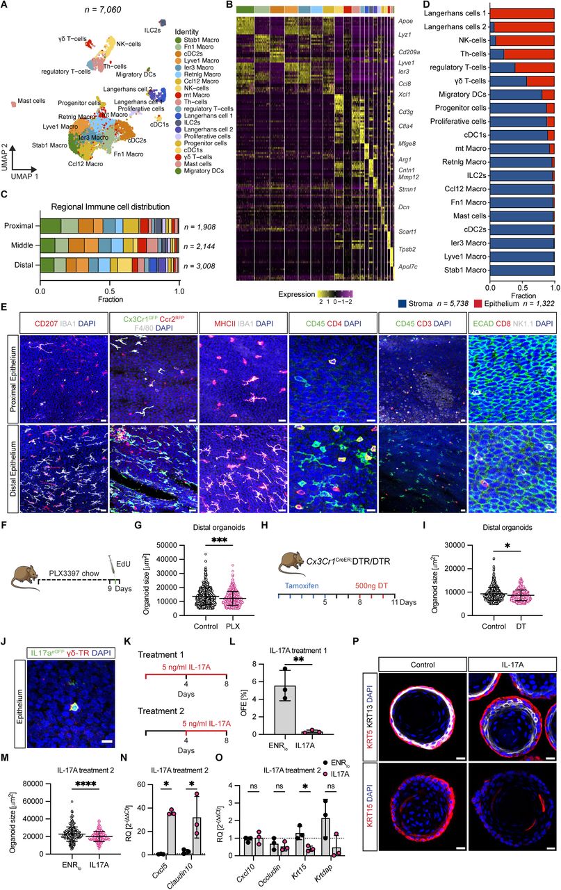 Rat Anti F4 80 | Bio-Rad | Bioz