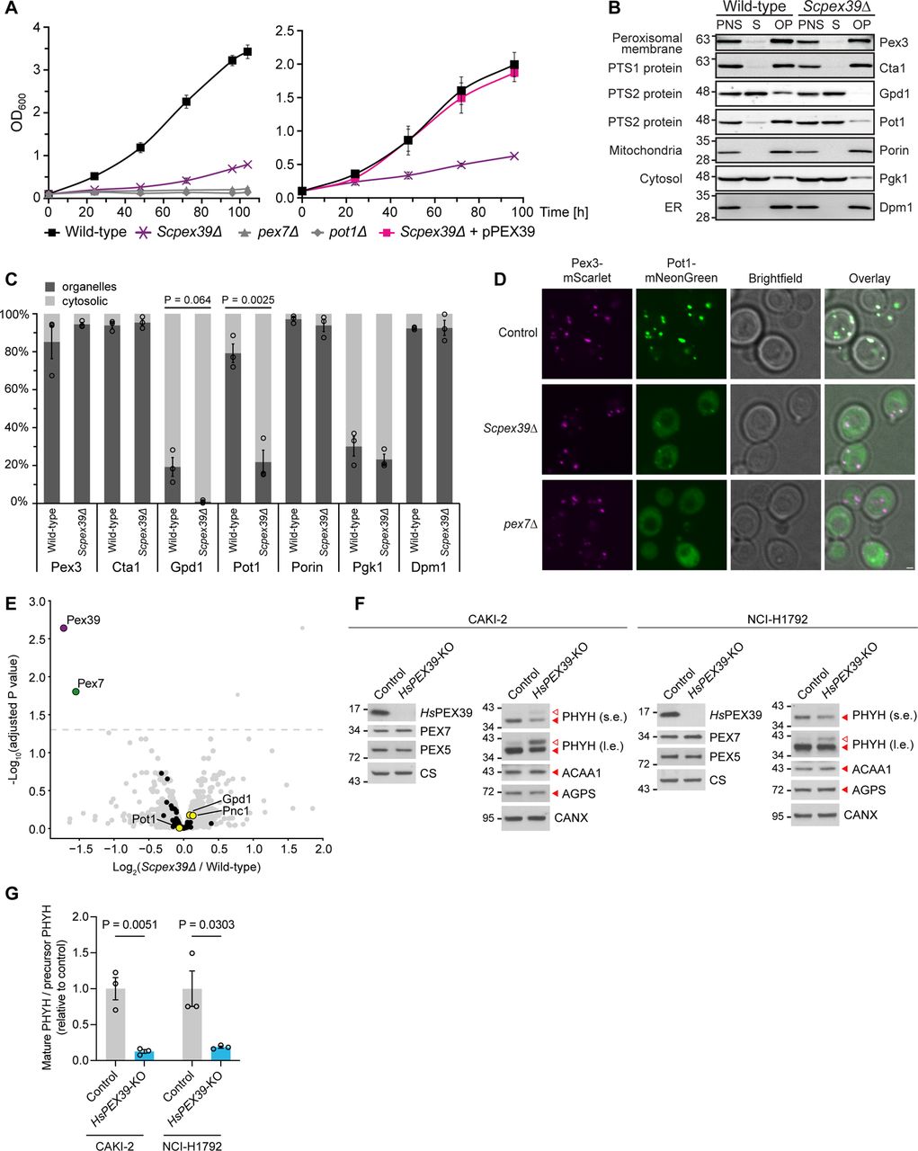 Nci H1792 Cells | ATCC | Bioz
