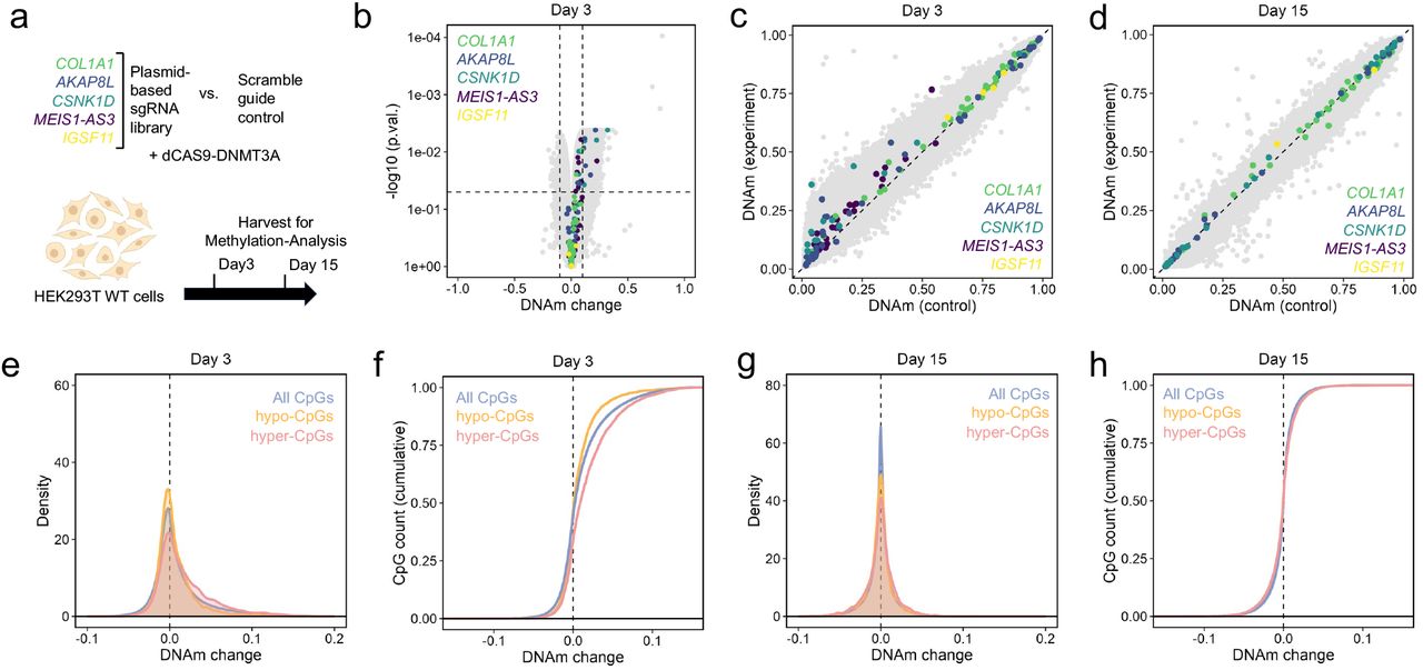 Transit Lt1 Reagent | mirus bio | Bioz