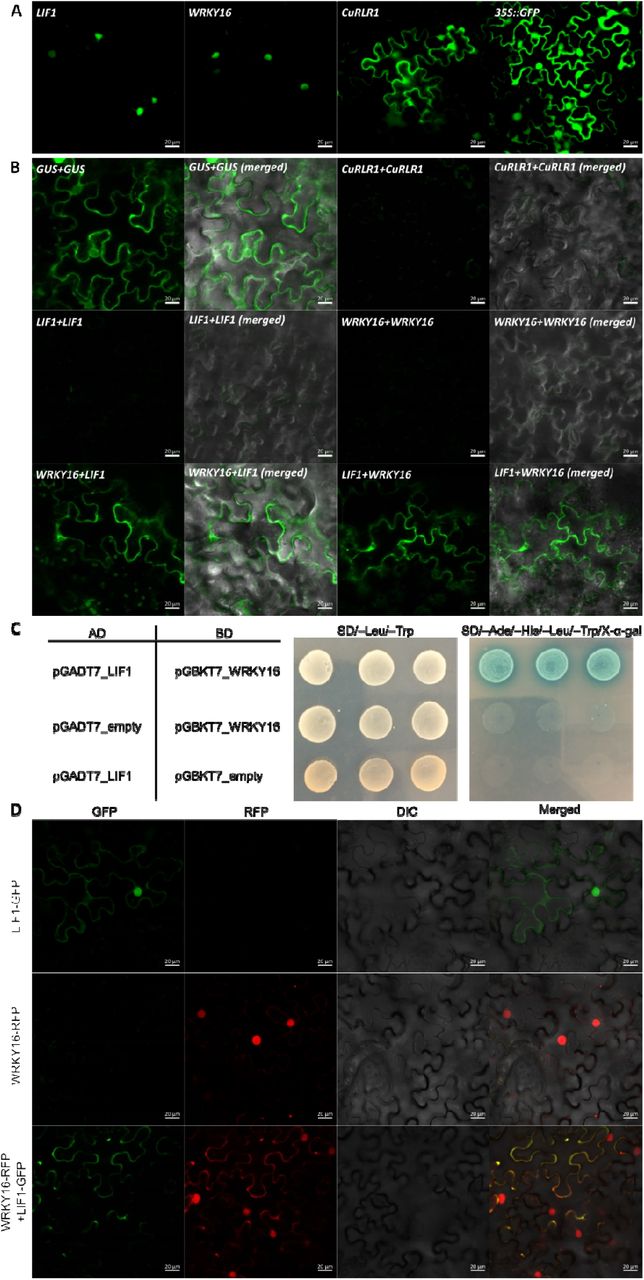 Ah109 Saccharomyces Cerevisiae Yeast Strain | TaKaRa | Bioz