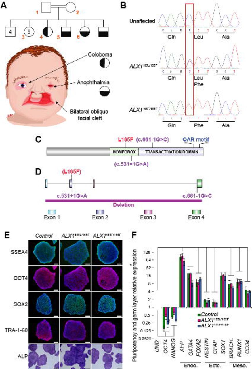 Leukocyte Alkaline Phosphatase Staining Kit | Millipore | Bioz
