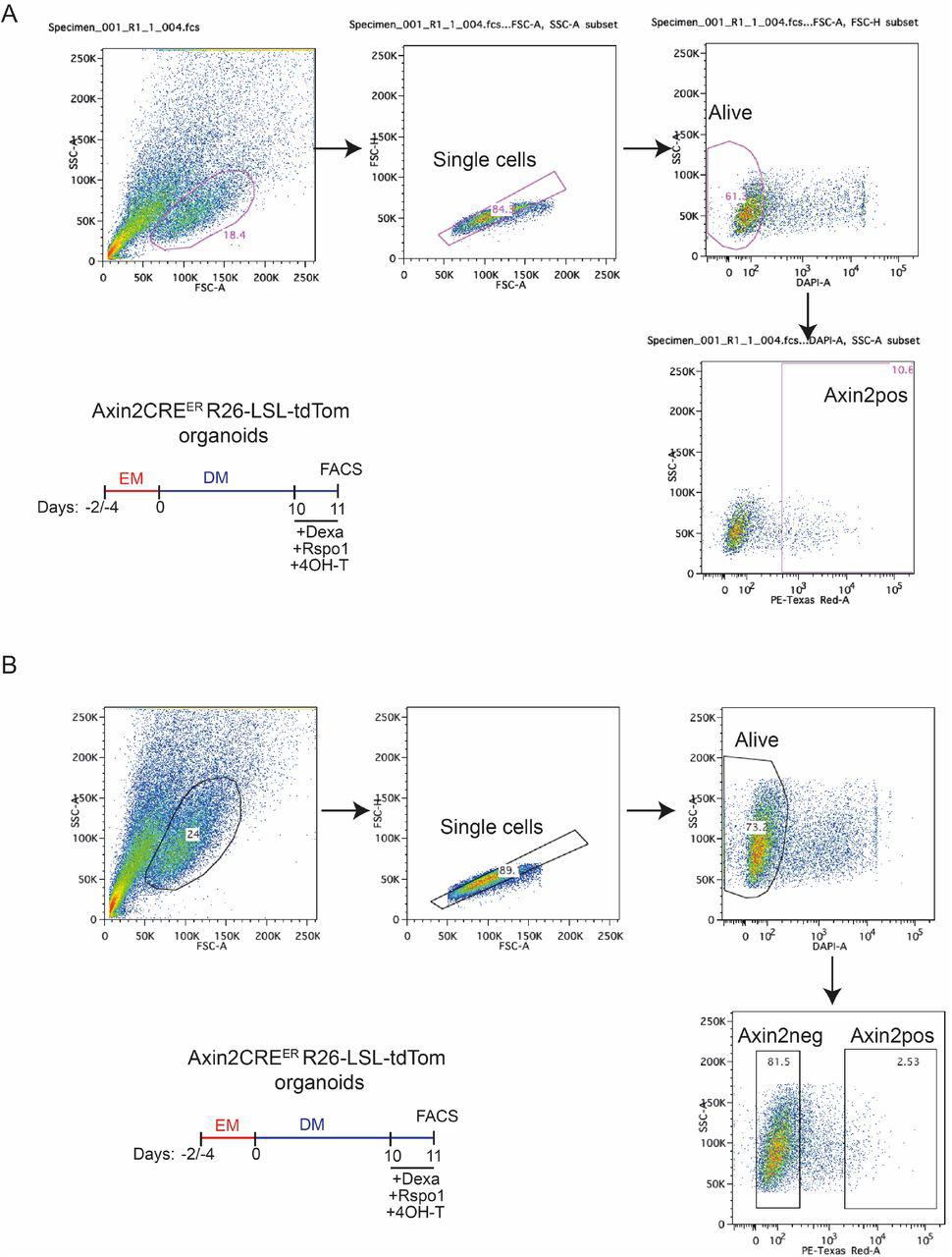 R26 Lsl Tdtomato Mice | The Jackson Laboratory | Bioz