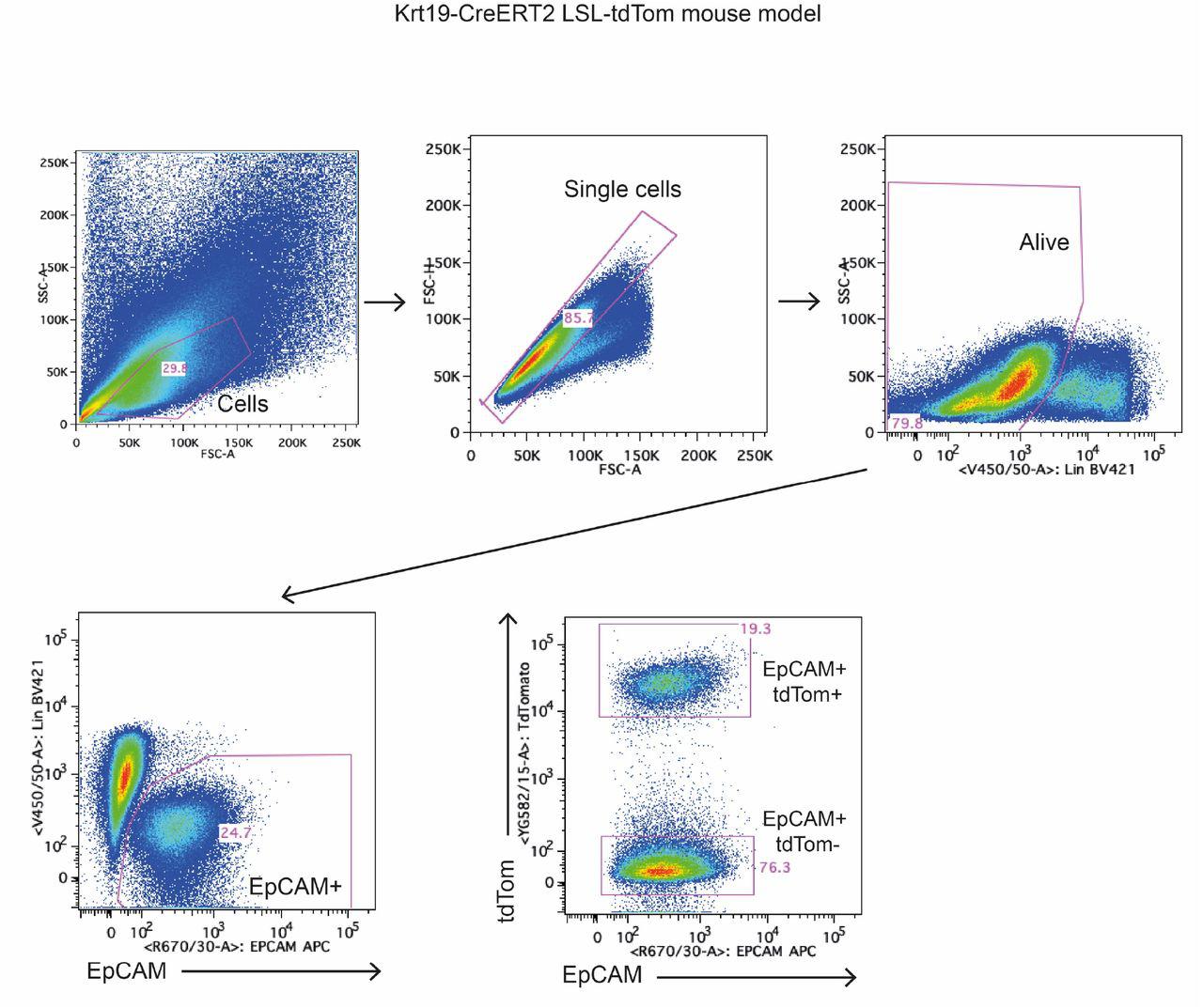 R26 Lsl Tdtomato Mice | The Jackson Laboratory | Bioz