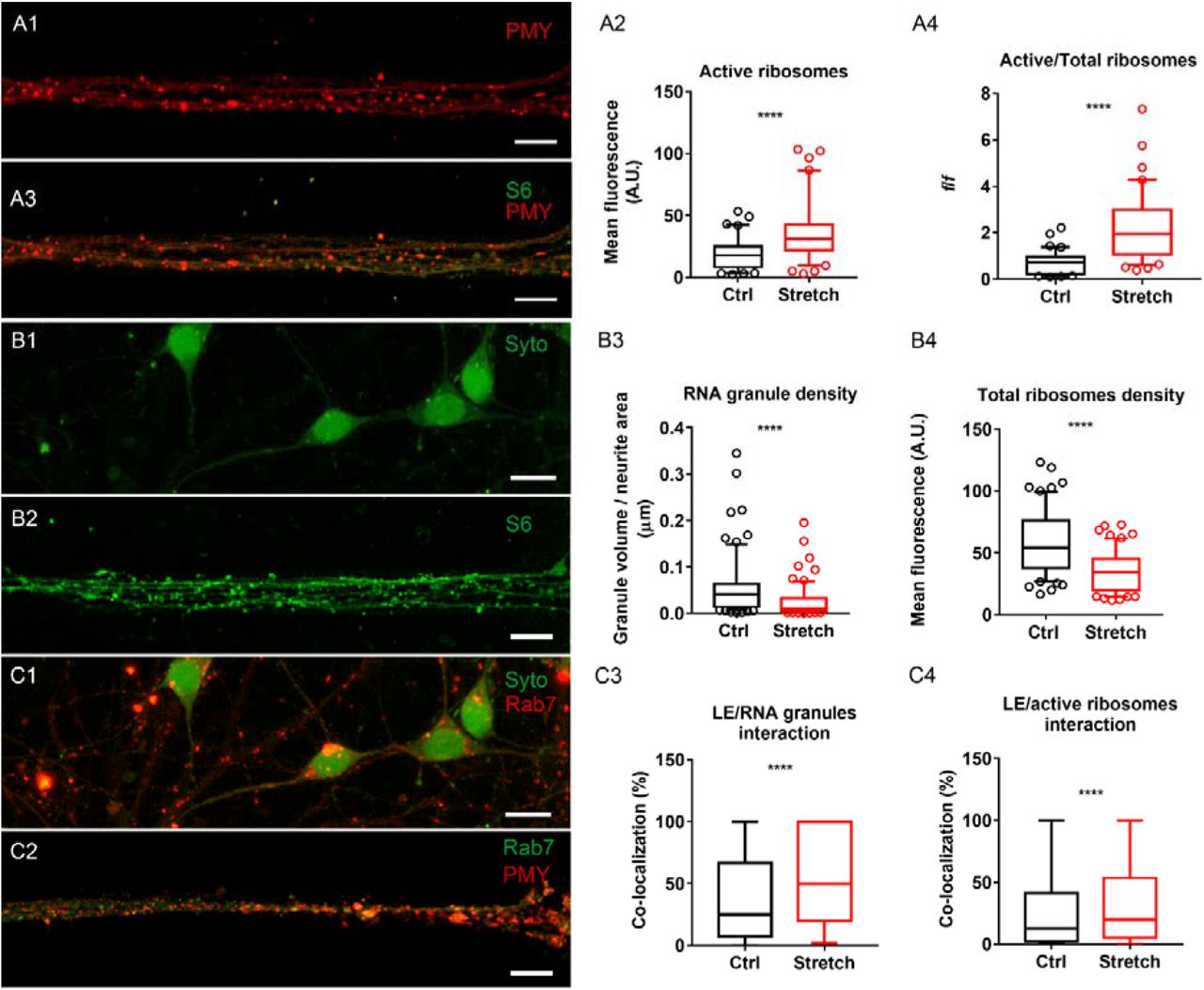 Syto Rna | Thermo Fisher | Bioz