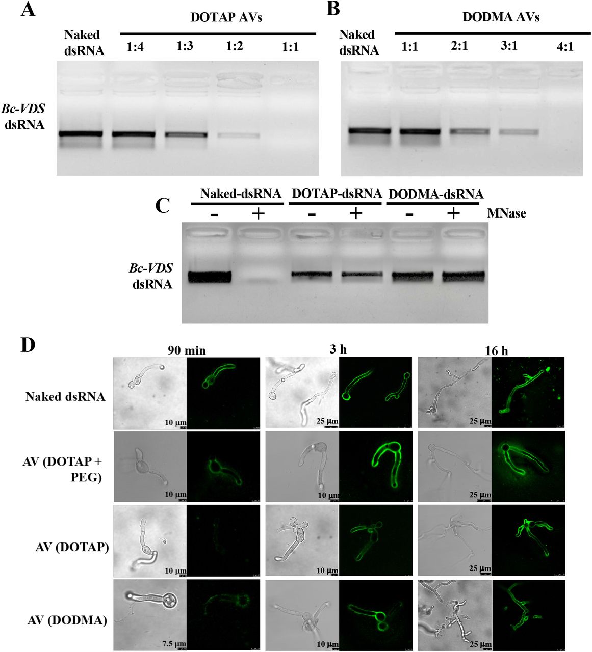 Nuclease Enzymes | Thermo Fisher | Bioz