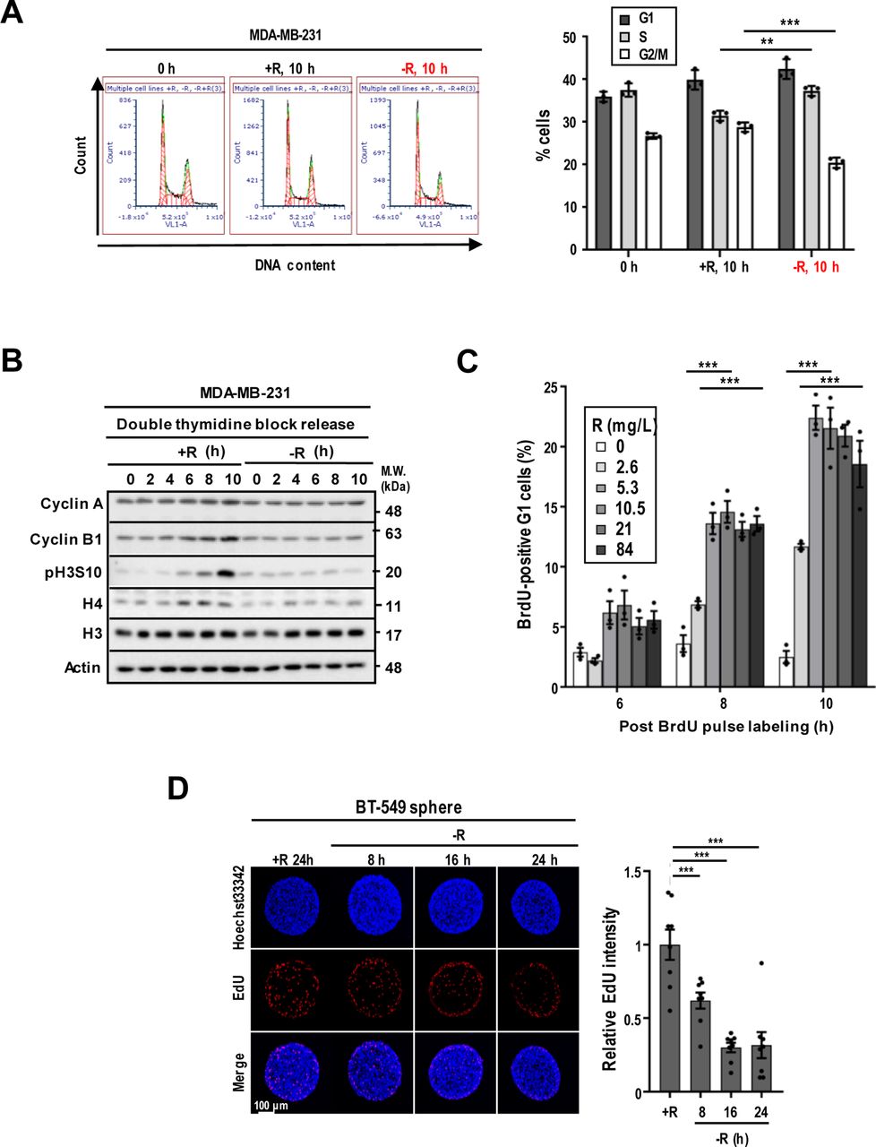 Edu Labelled Dna | Thermo Fisher | Bioz