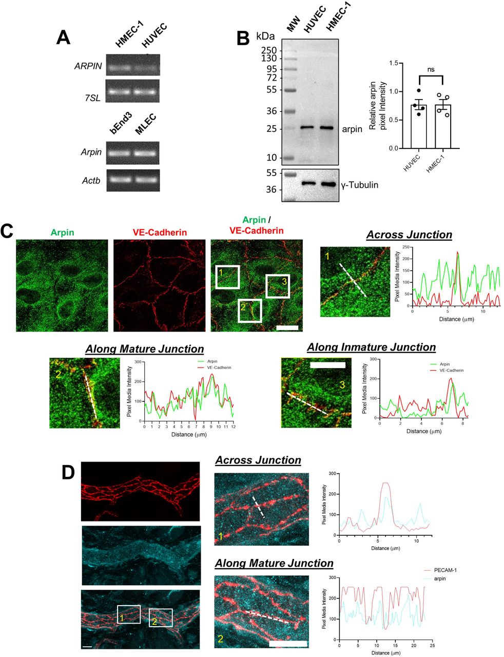 Mouse Brain Endothelial Cell Line Bend 3 | ATCC | Bioz