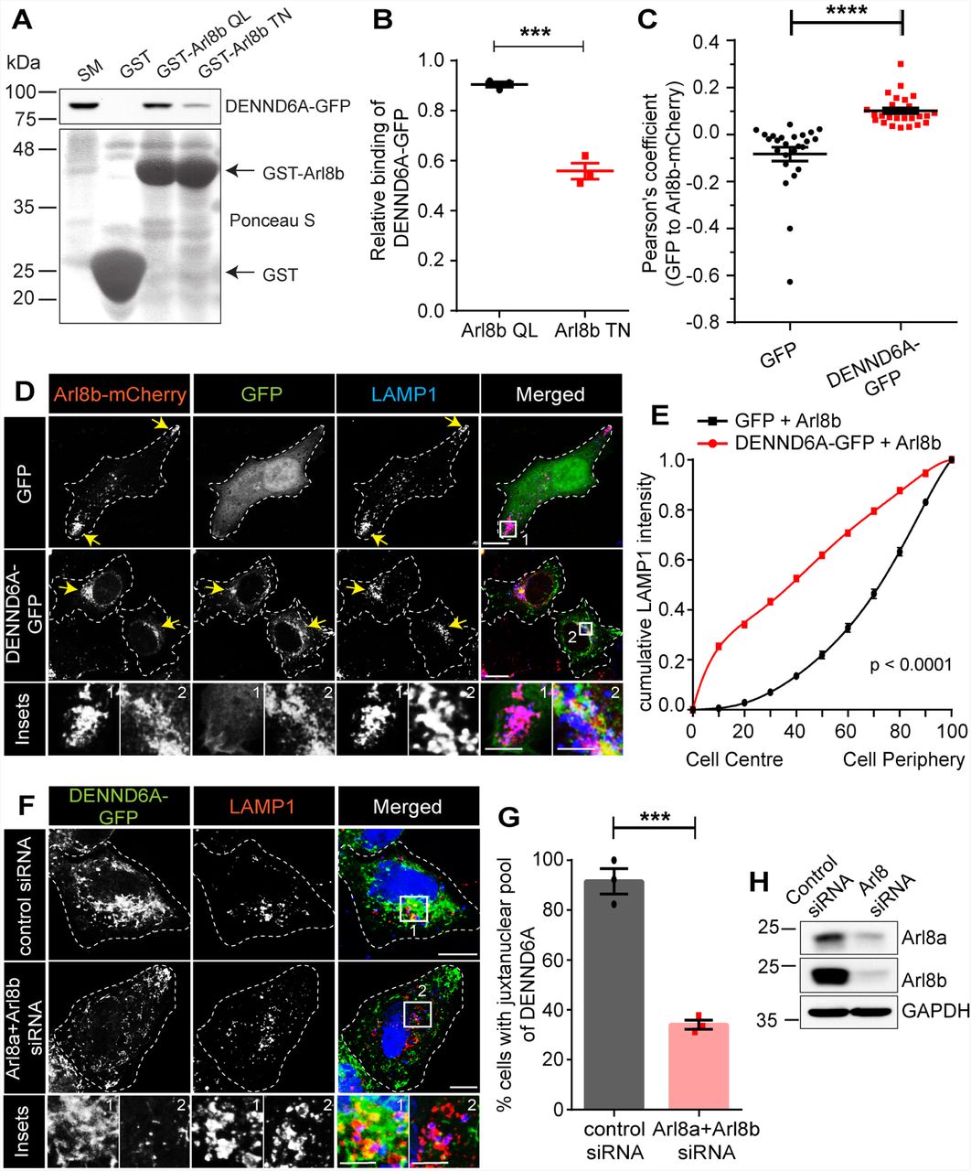 Reagent Jetprime | Polyplus-transfection SA | Bioz