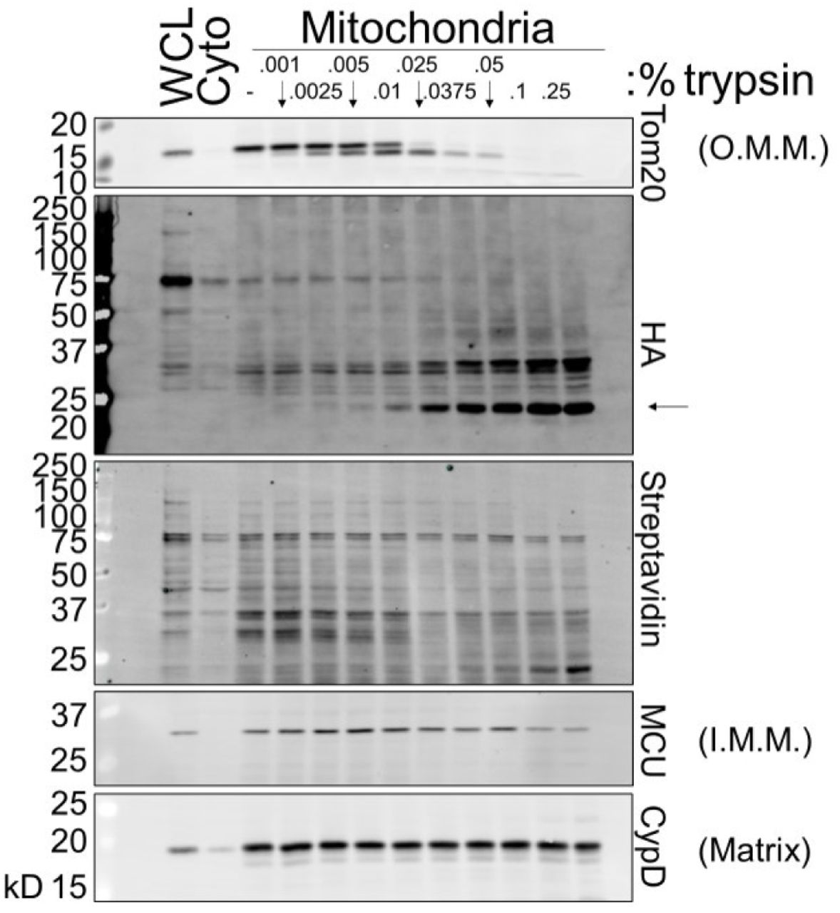 Mcs Bioid2 Ha | Addgene inc | Bioz