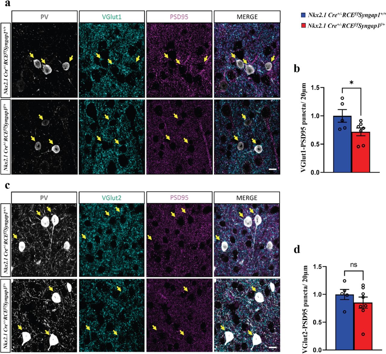 Rabbit Anti Vglut2 | Synaptic Systems | Bioz
