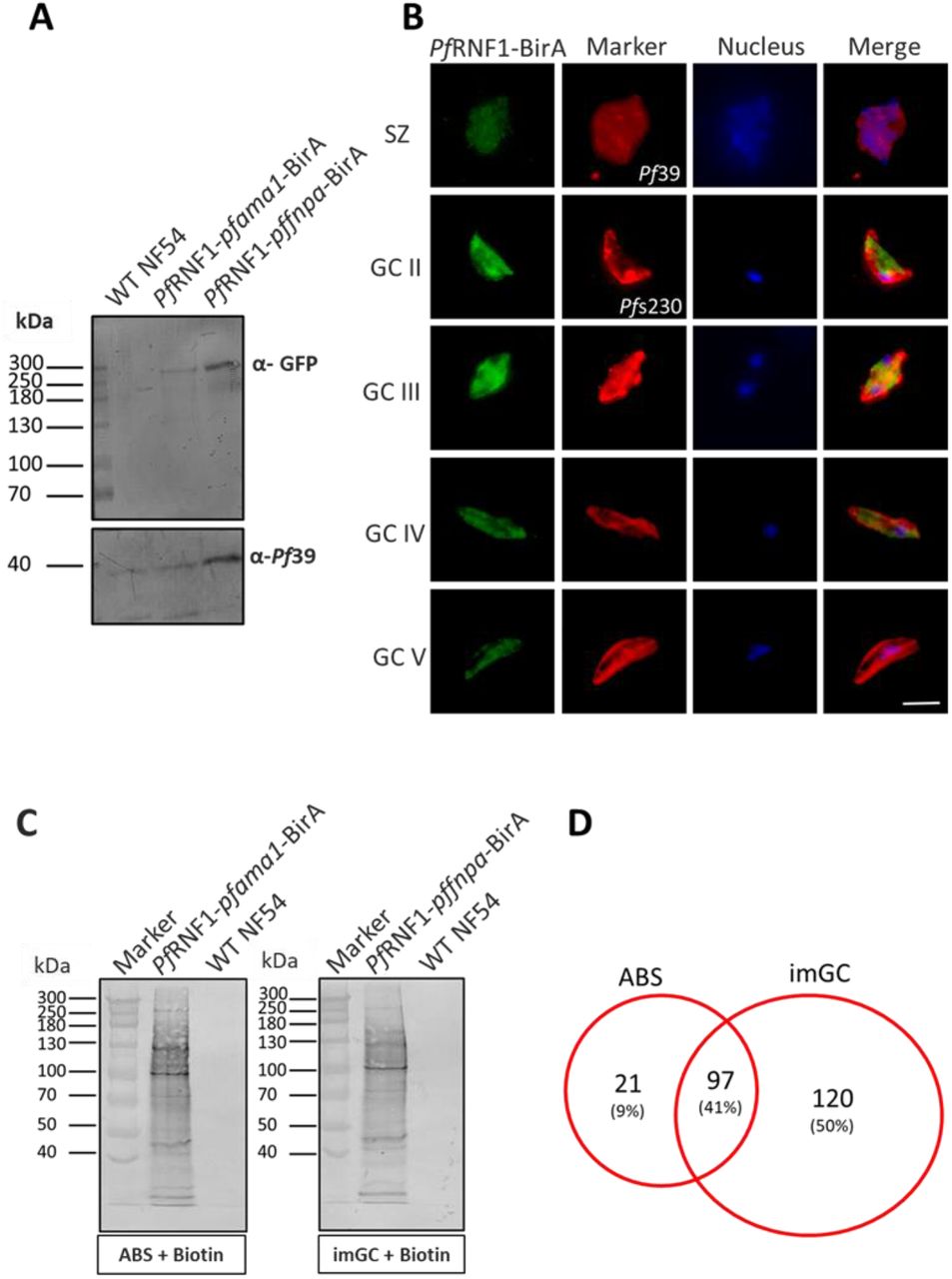 Mouse Anti Gfp Antibody | Roche | Bioz