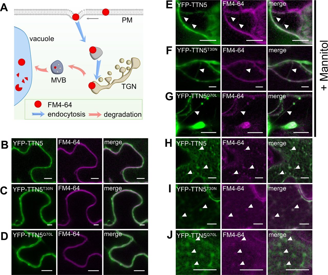 Plasma Membrane Dye Fm4 64 | Thermo Fisher | Bioz