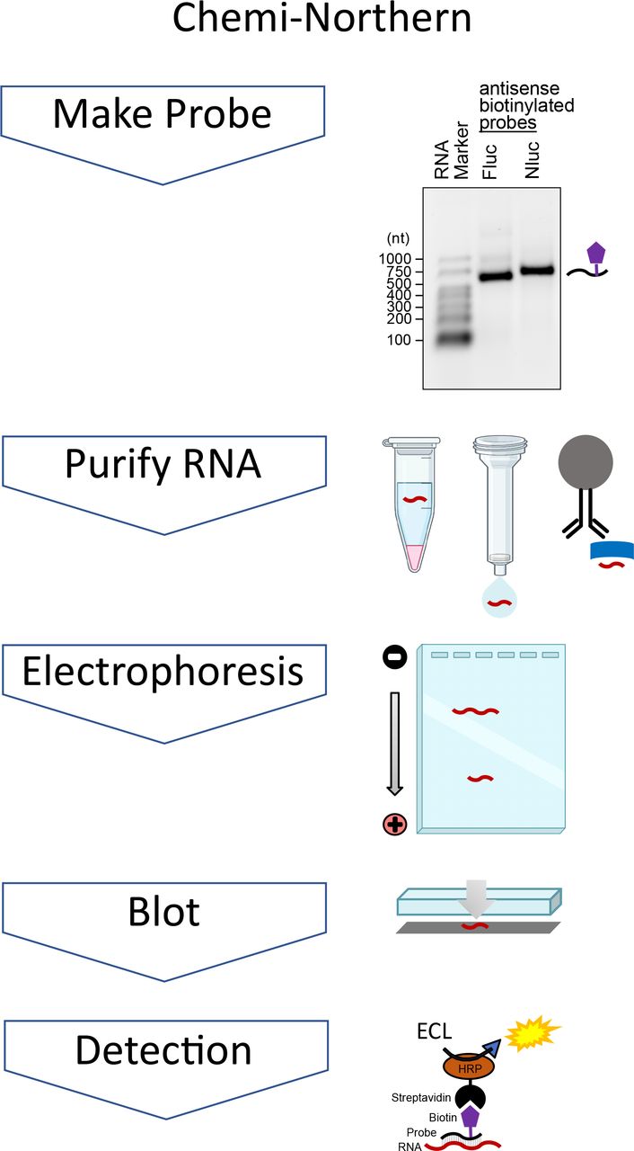 Biotinylated Probe | Thermo Fisher | Bioz