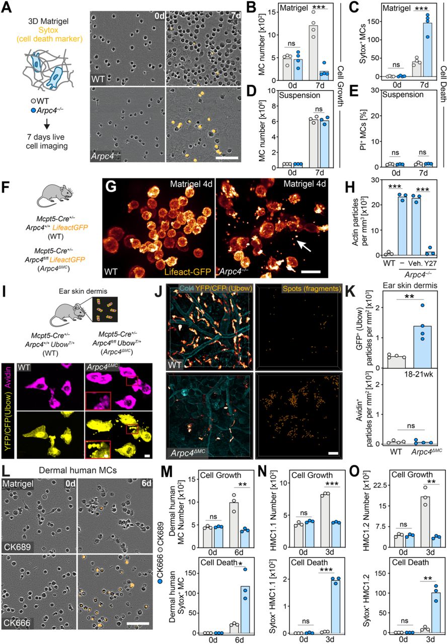 Sytox Orange | Thermo Fisher | Bioz
