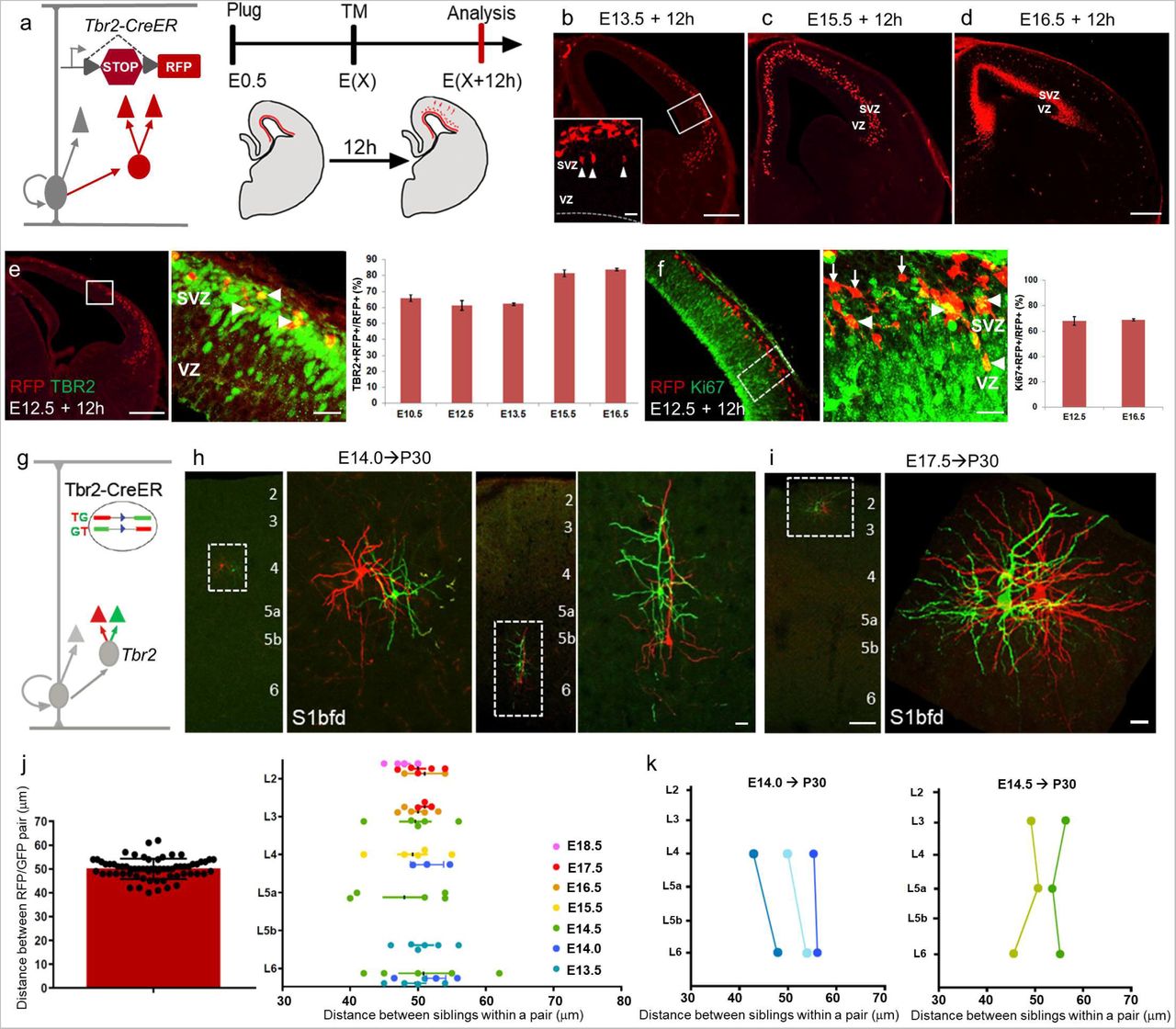 Gfp | Rockland Immunochemicals | Bioz