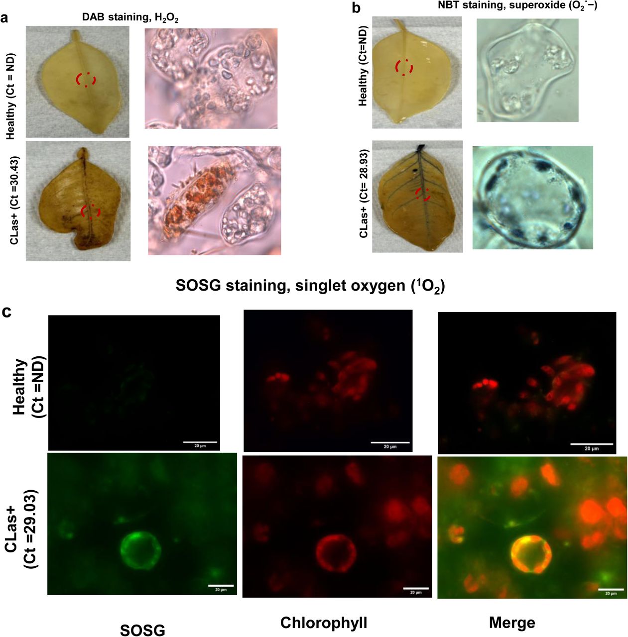 Singlet Oxygen Sensor Green Reagent Sosg | Thermo Fisher | Bioz
