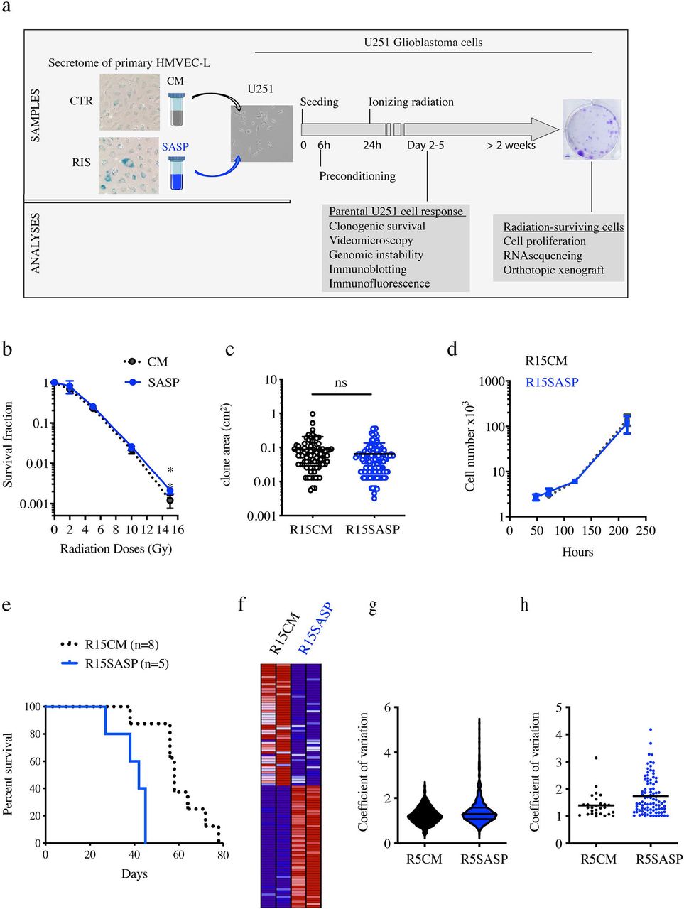 U251 Mg U251 Human Glioblastoma Cell Line | ATCC | Bioz