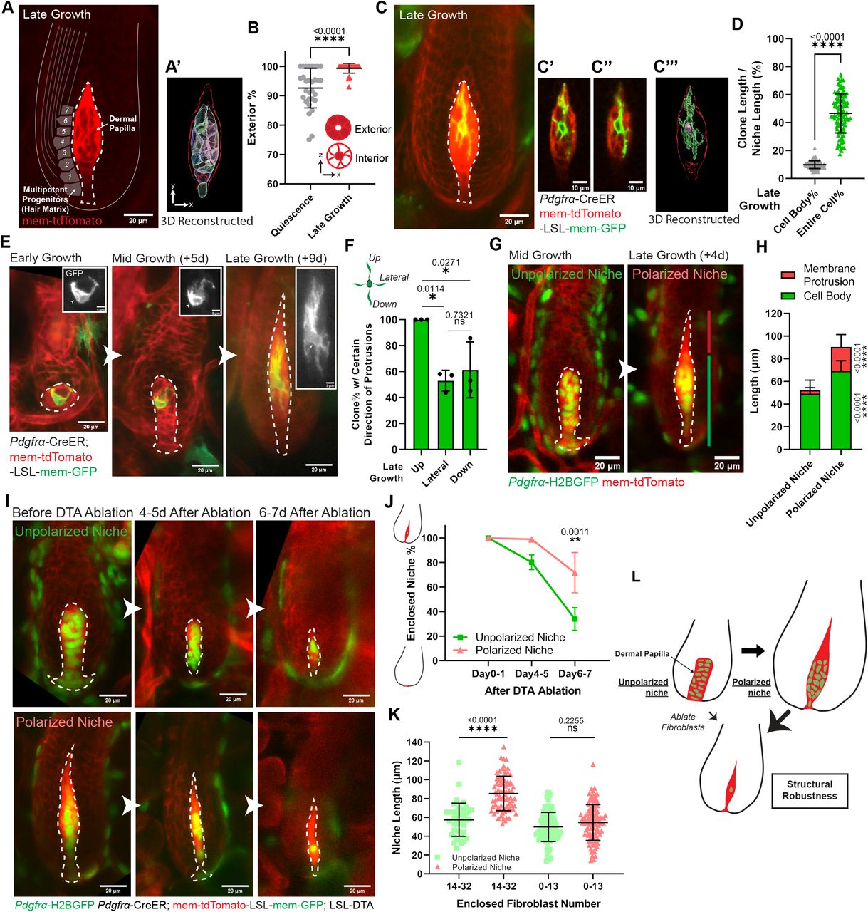 R26 Lsl Tdtomato Mice | The Jackson Laboratory | Bioz