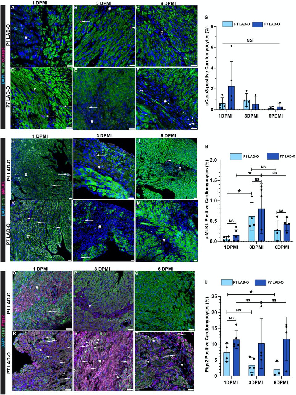 Human Cardiomyocyte Cell Line Ac16 | Millipore | Bioz