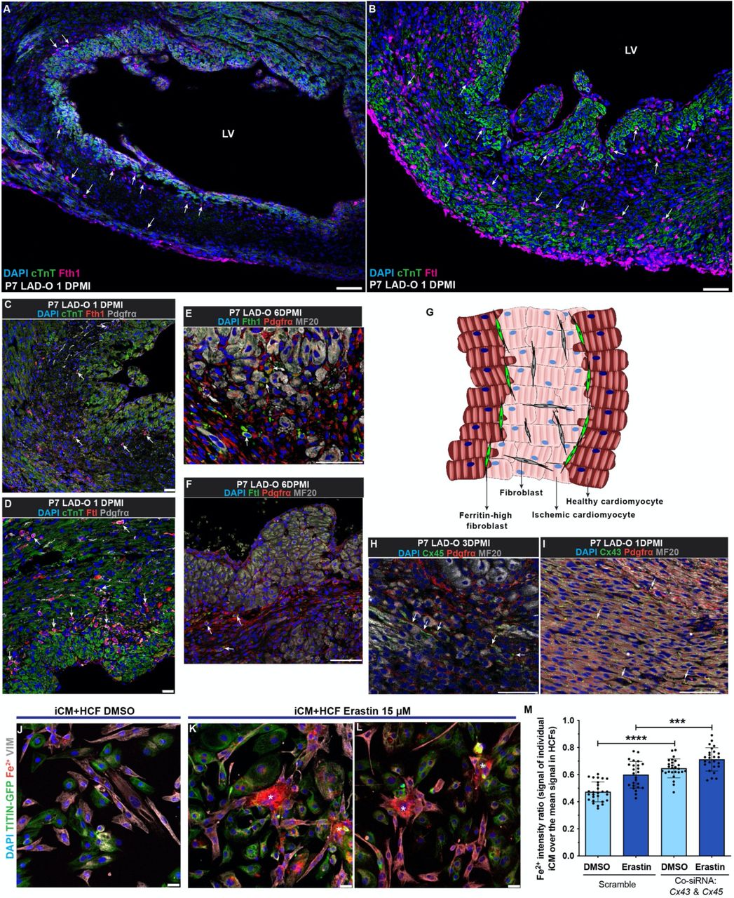 Ac16 Human Cardiomyocyte Cell Lines | Millipore | Bioz