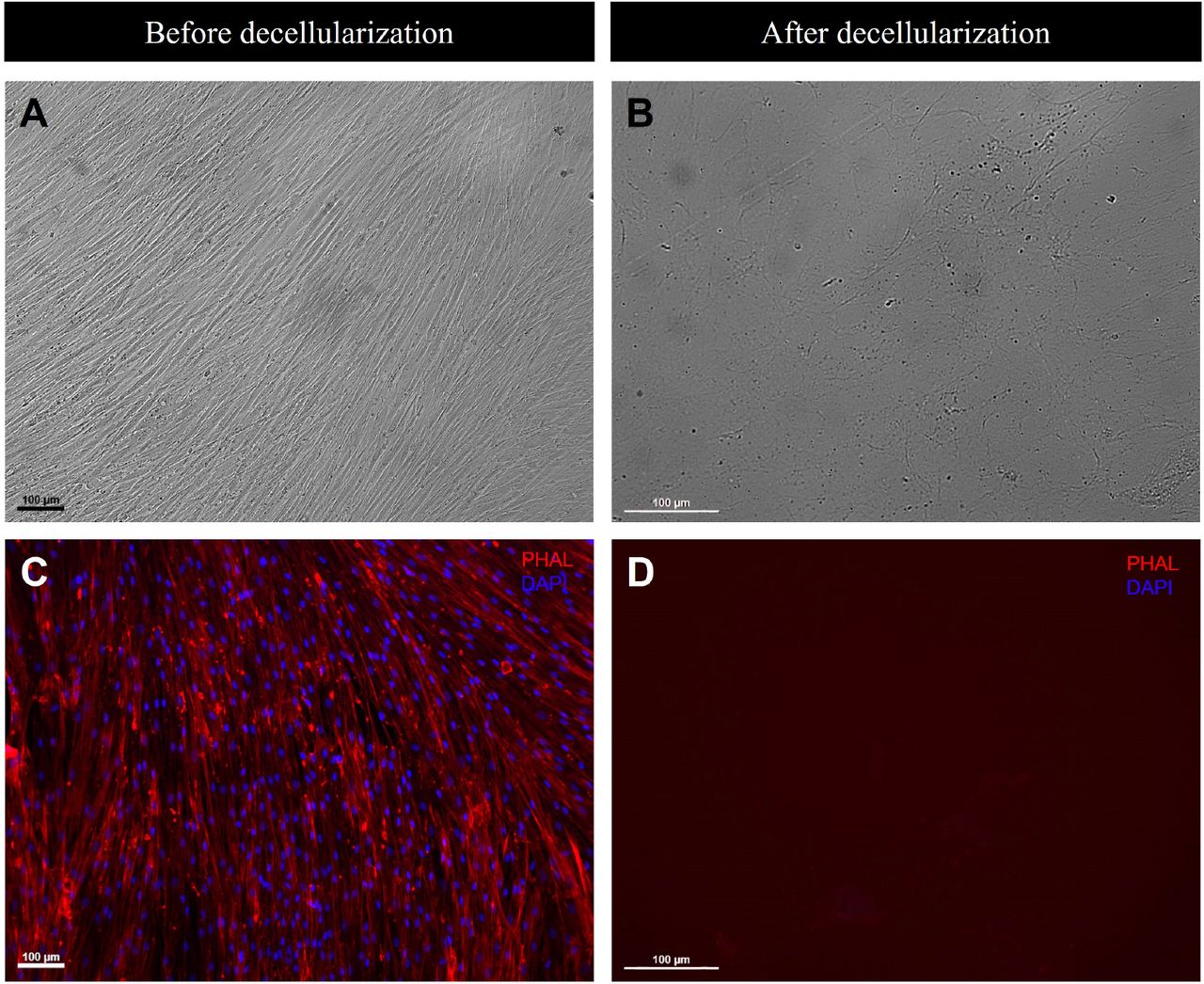 Phalloidin Tritc | Thermo Fisher | Bioz