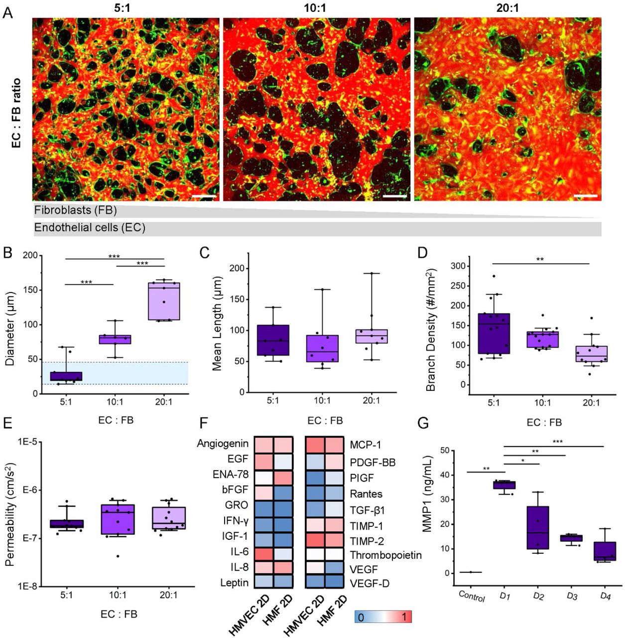 Celltracker Green Cmfda Dye | Thermo Fisher | Bioz