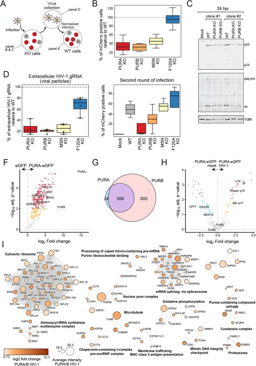 Jurkat Cells | Thermo Fisher | Bioz