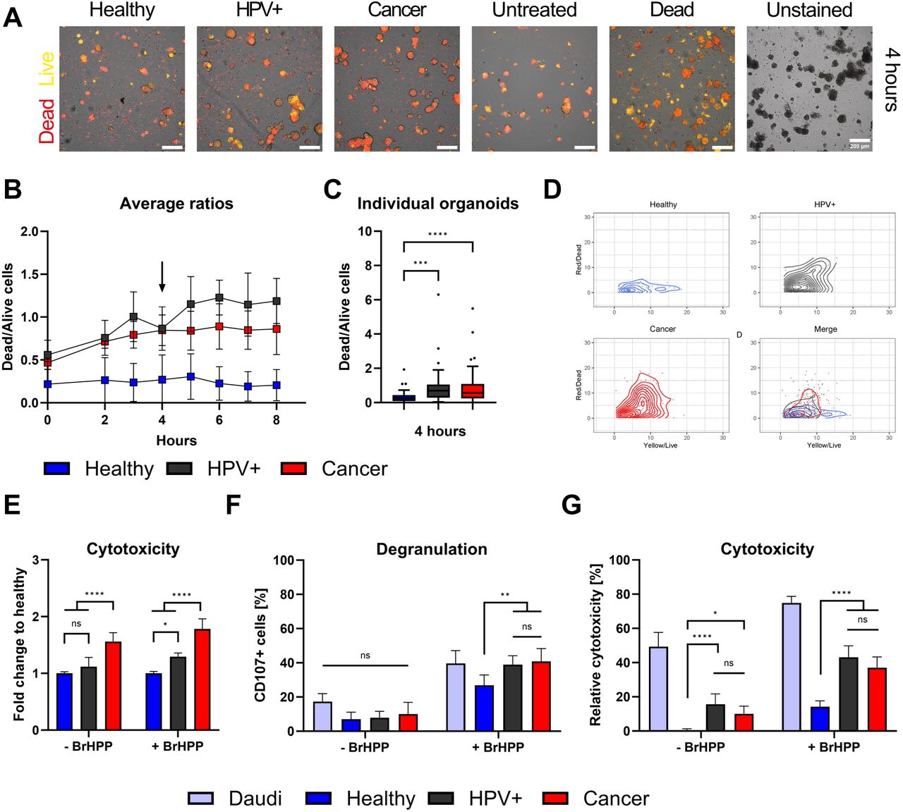 Daudi Cell Line | ATCC | Bioz