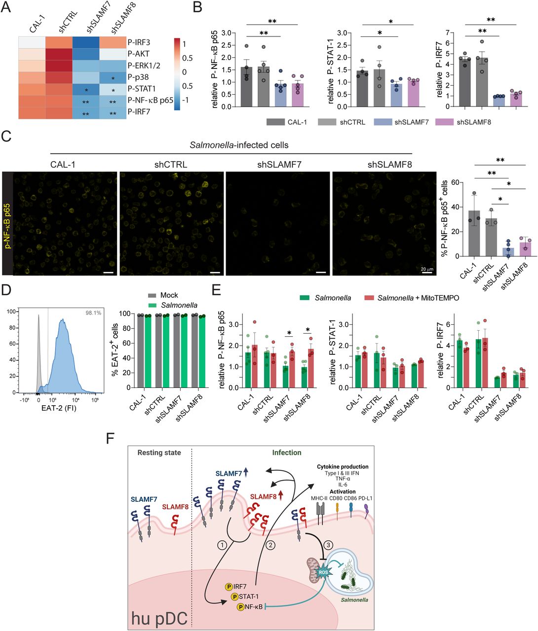 Anti P Irf3 | Cell Signaling Technology Inc | Bioz