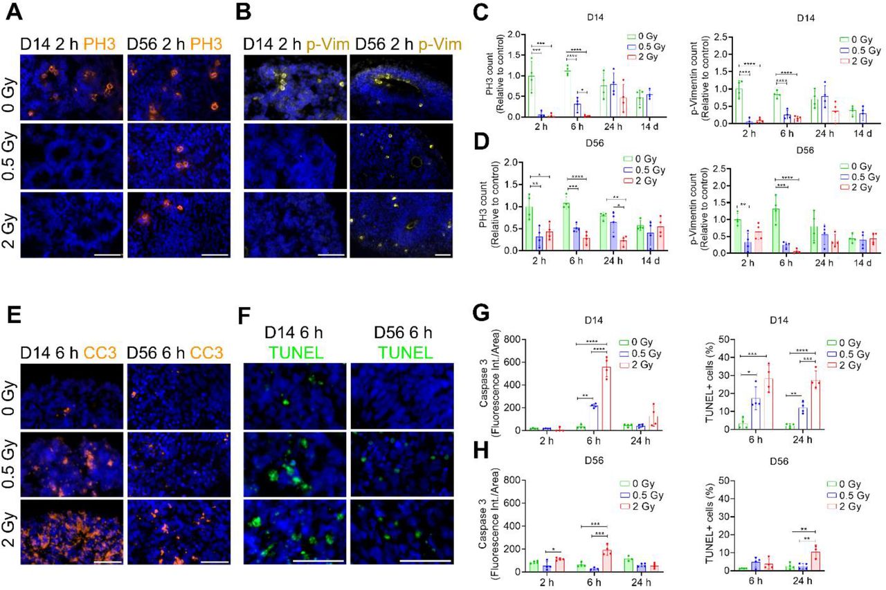 Ph3 | Cell Signaling Technology Inc | Bioz