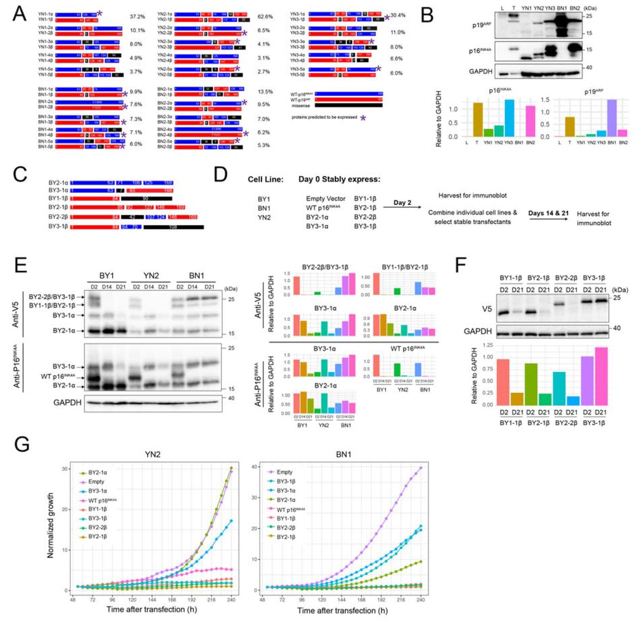 Anti P19 Arf | Novus Biologicals | Bioz