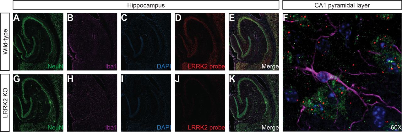Rnascope Multiplex Fluorescent Detection Kit V2 | Advanced Cell ...