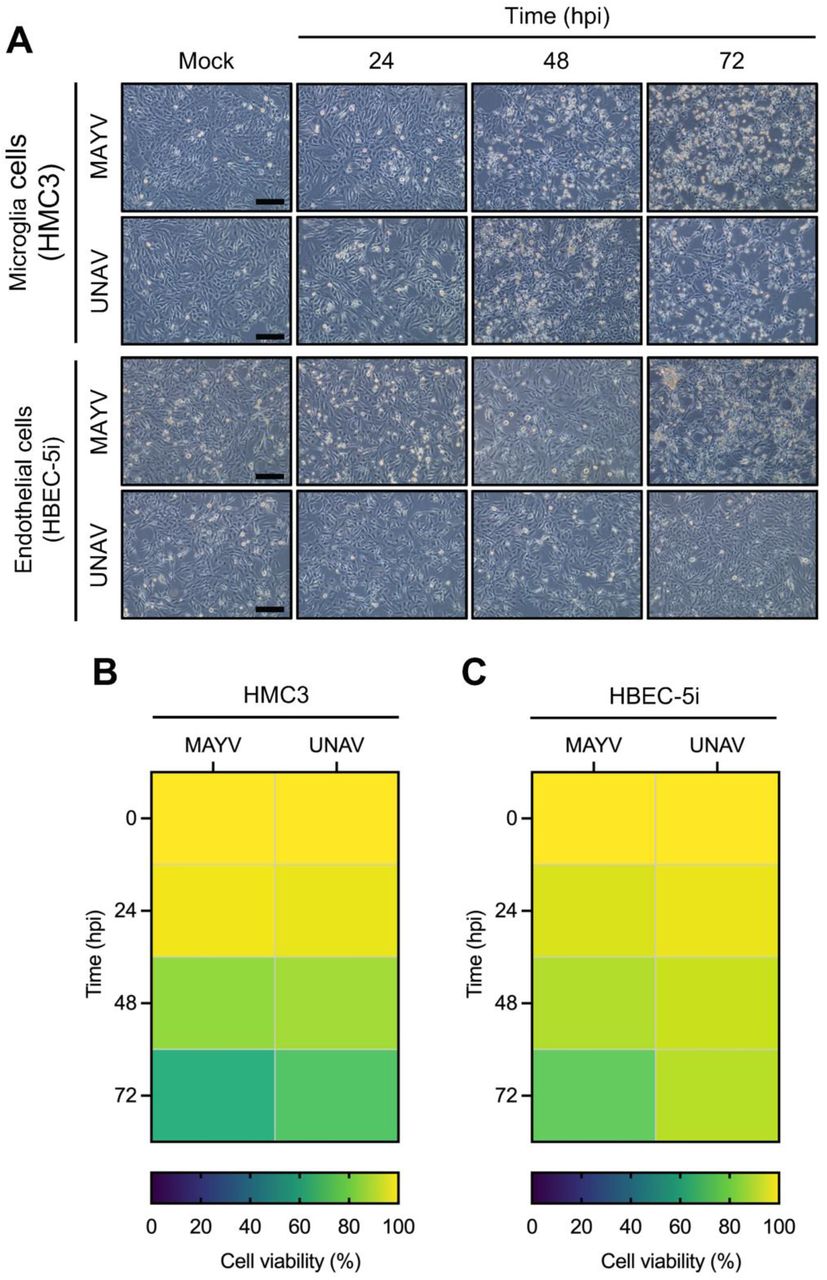 Hbec 5i | ATCC | Bioz