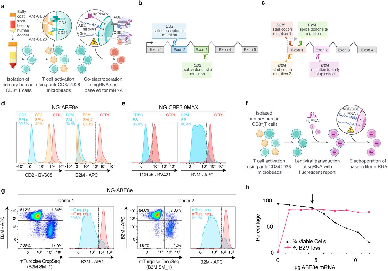 P3 Electroporation Buffer | Lonza | Bioz