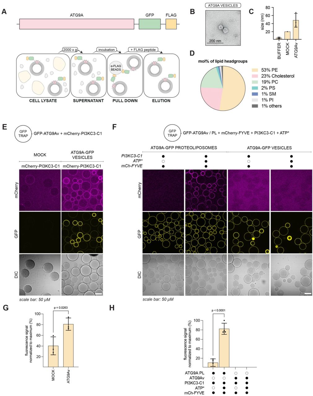 Hap1 Cell Lines | Nikon | Bioz