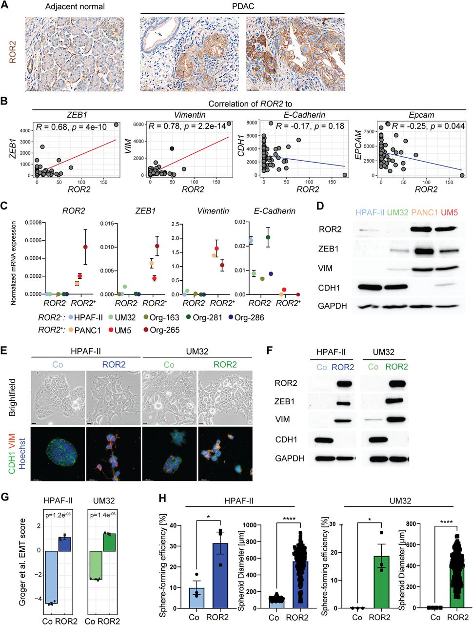Panc1 Pancreatic Cancer Cell Lines | ATCC | Bioz