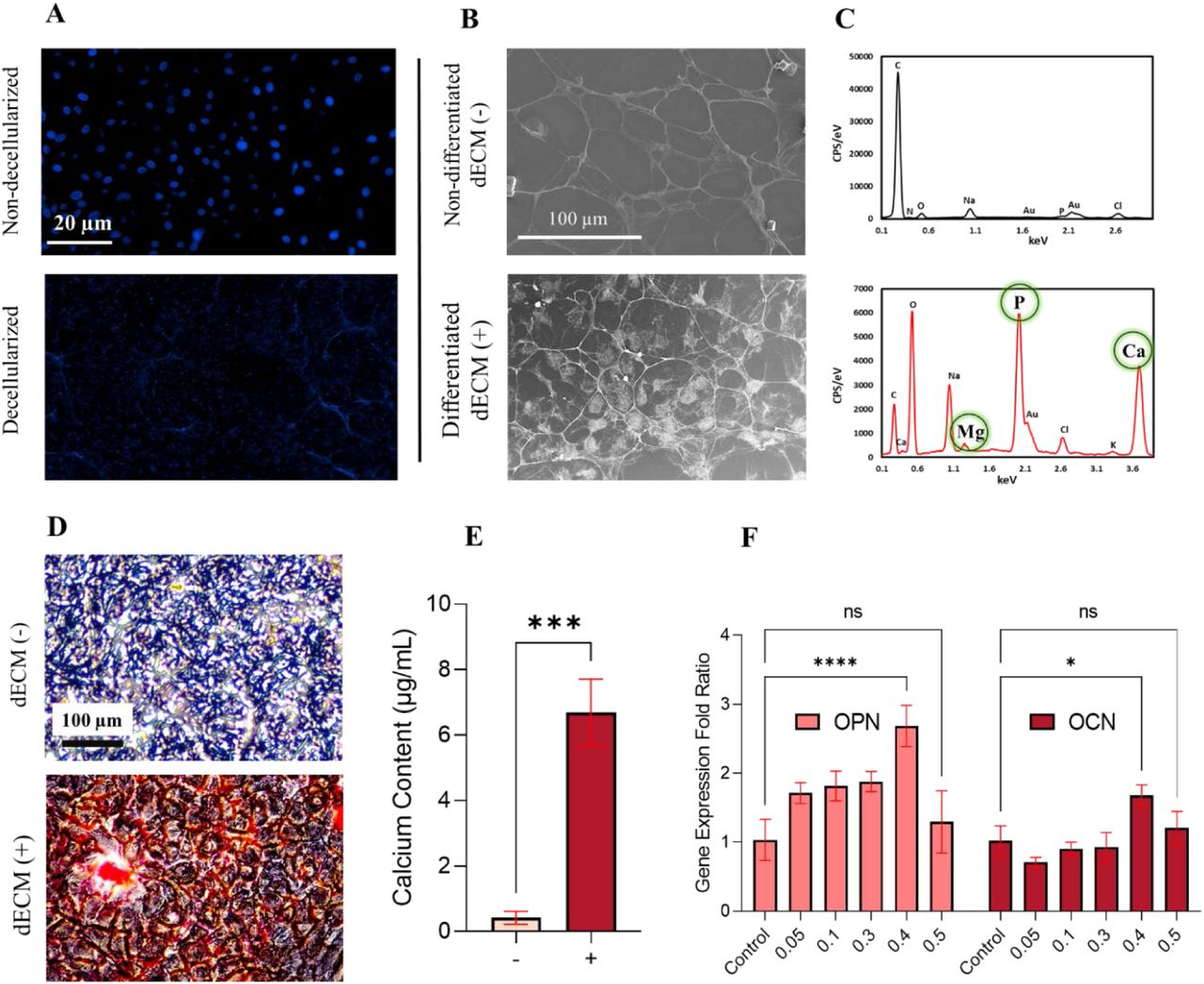 Mc3t3 E1 Pre Osteoblast Cell Line | ATCC | Bioz