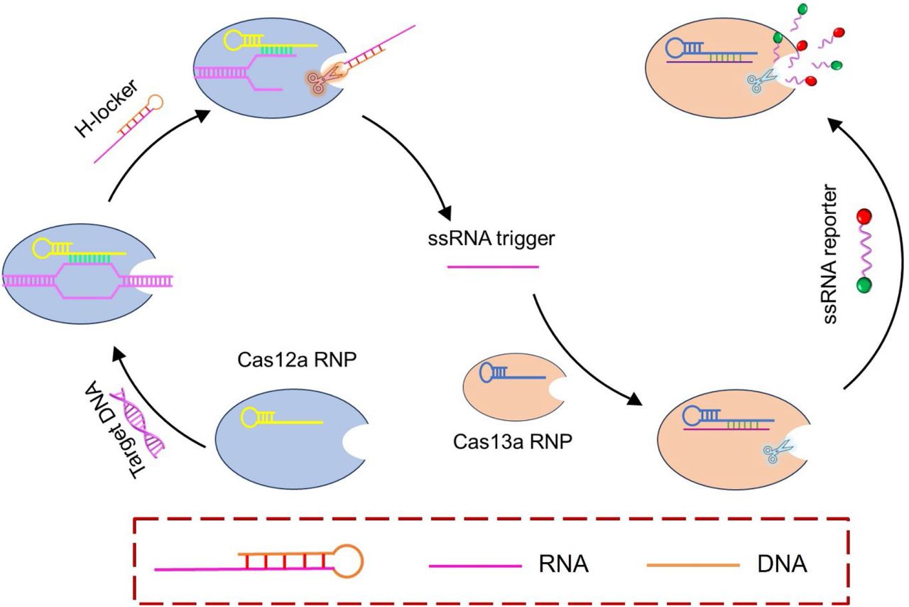 Lba Cas12a Cpf1 | New England Biolabs | Bioz