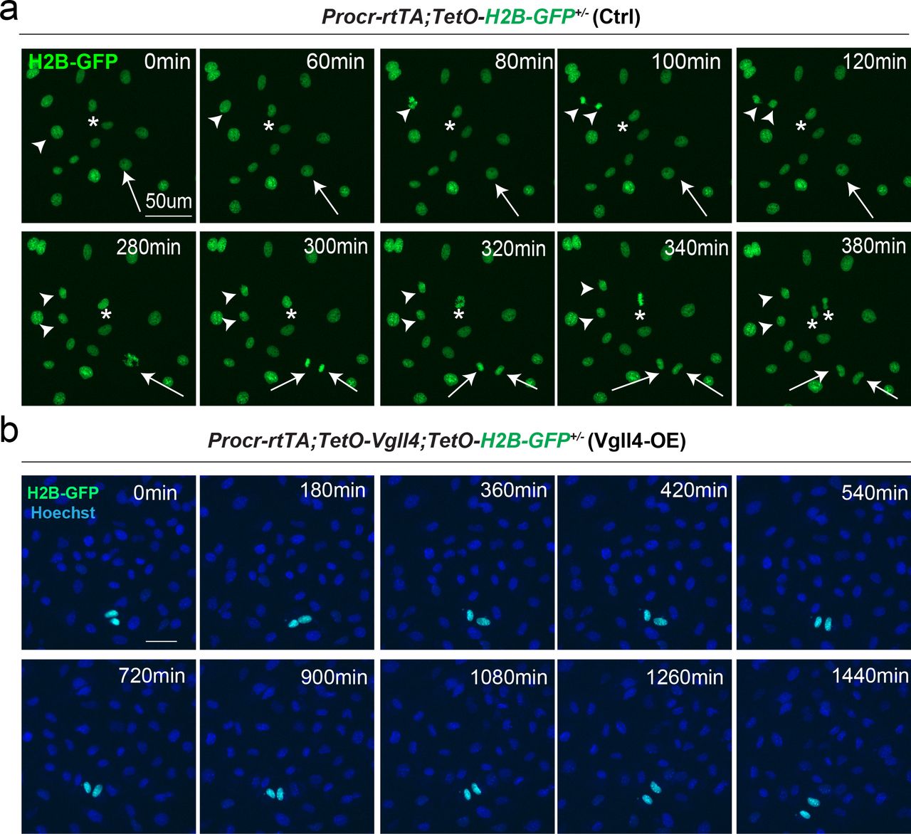 Teto H2b Gfp | The Jackson Laboratory | Bioz