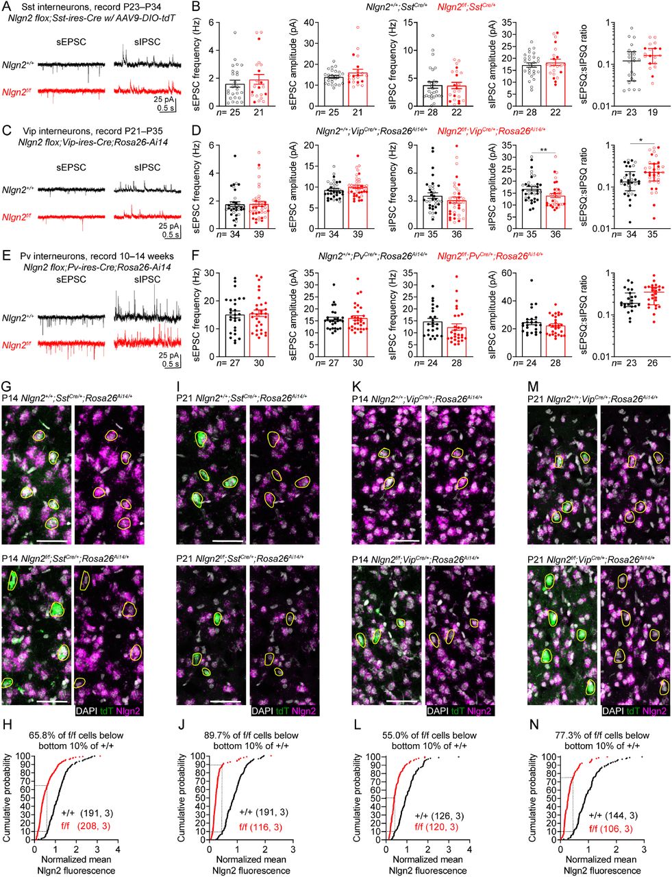 Rosa26 Fsf Lsl Tdtomato | Jackson Laboratory | Bioz